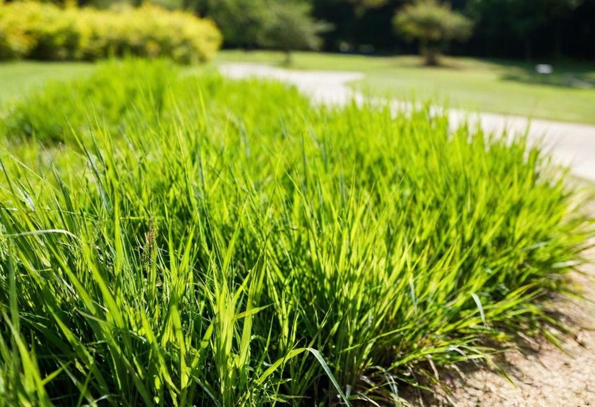 lawn care techniques