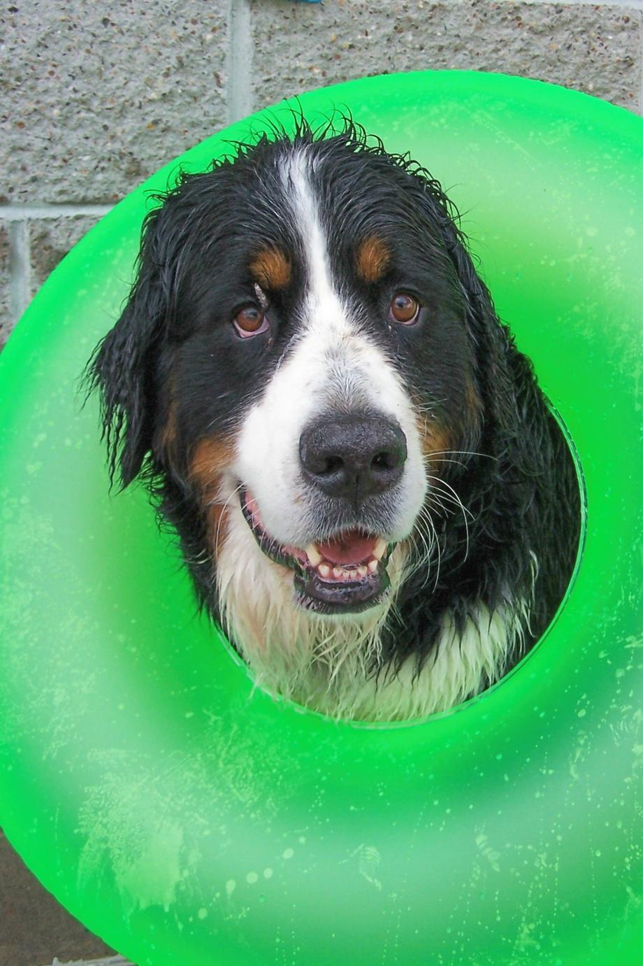 Doggy Daycare | Red Woof Pet Resort