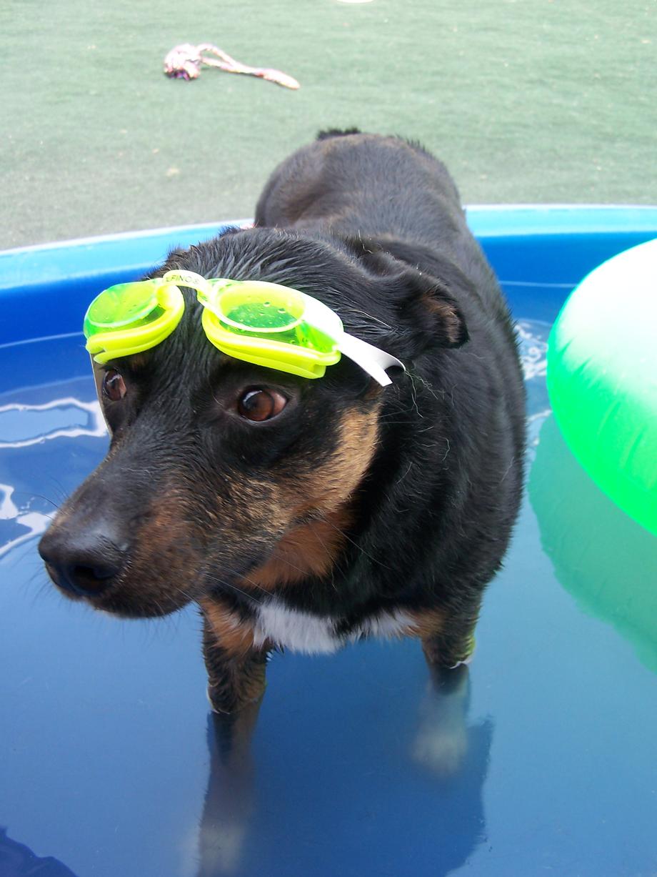 Doggy Daycare | Red Woof Pet Resort