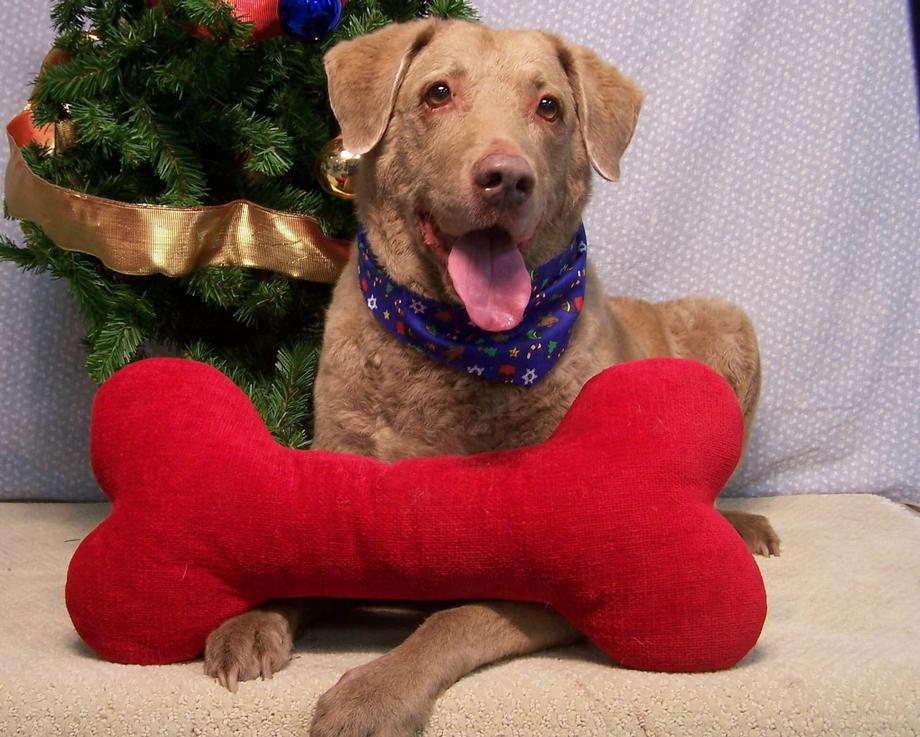 Pet of Week at Red Woof Pet Resort