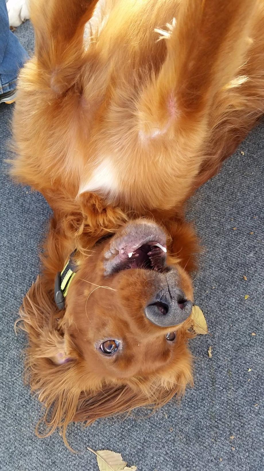 Pet of Week at Red Woof Pet Resort