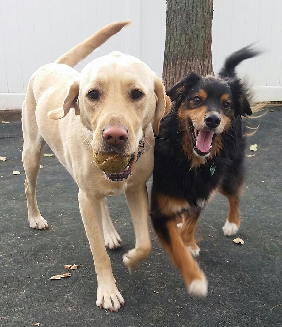 Pet of Week at Red Woof Pet Resort