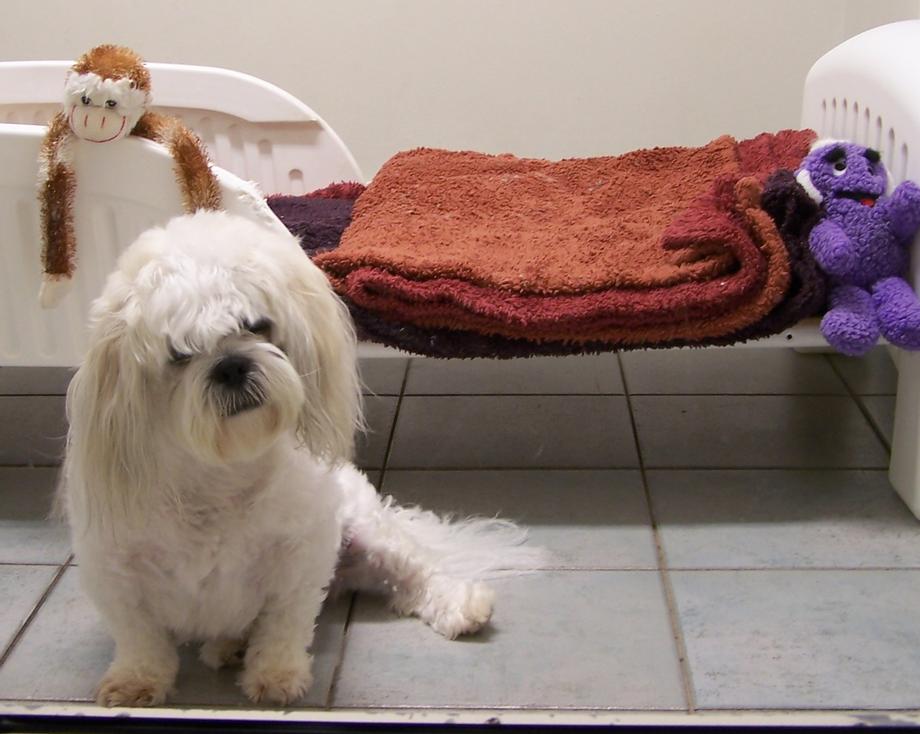 Pet of Week at Red Woof Pet Resort