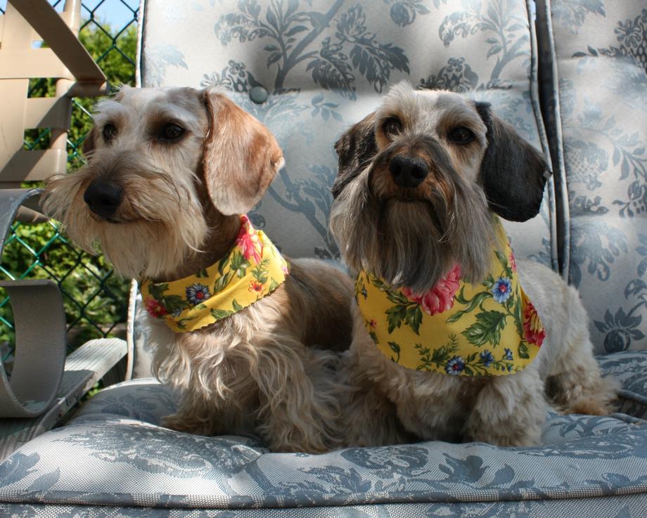 Pet of Week at Red Woof Pet Resort
