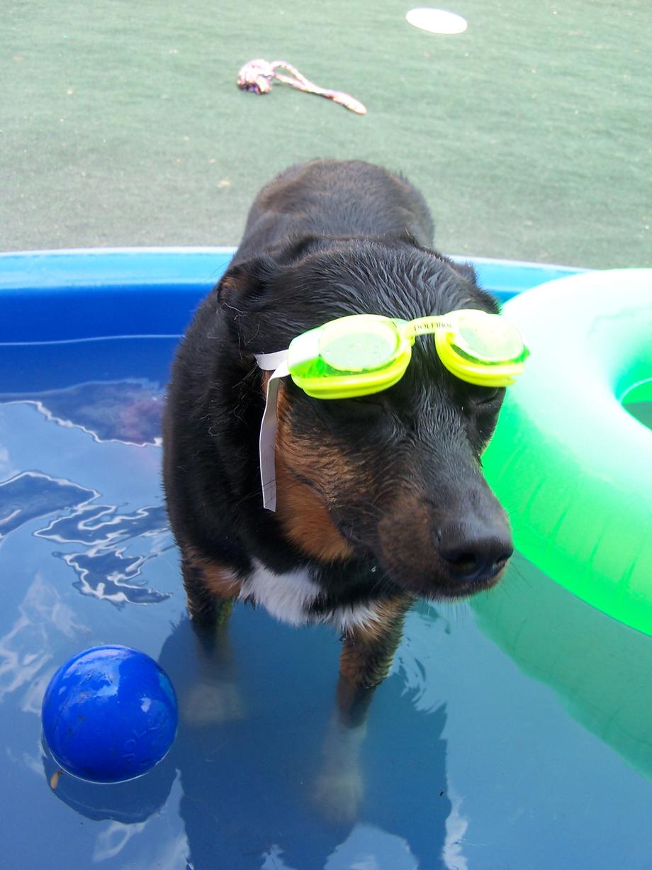Pet of Week at Red Woof Pet Resort