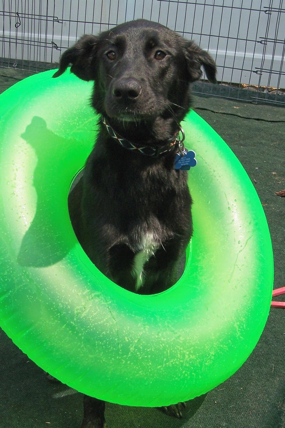 Pet of Week at Red Woof Pet Resort