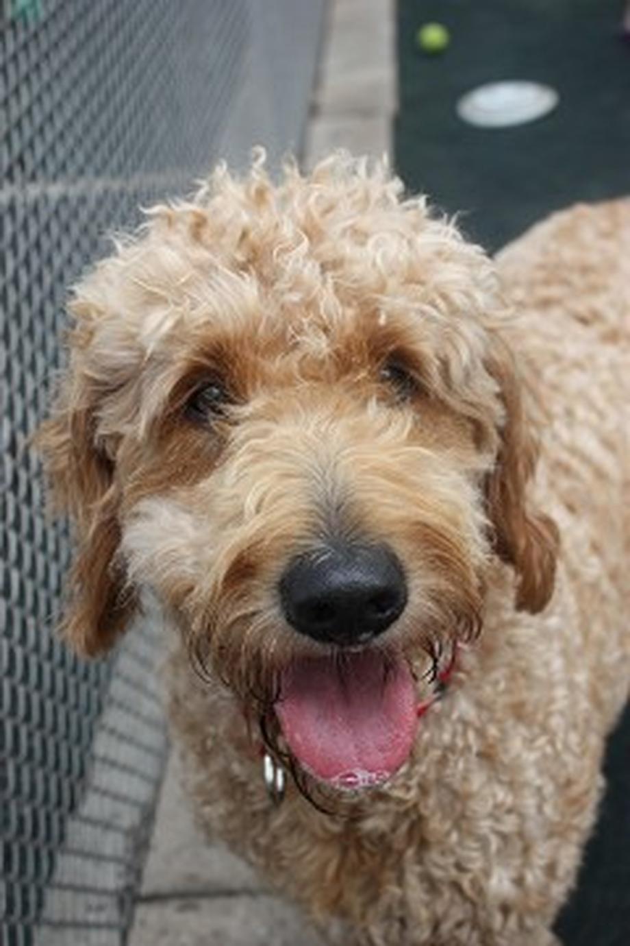 Pet of Week at Red Woof Pet Resort