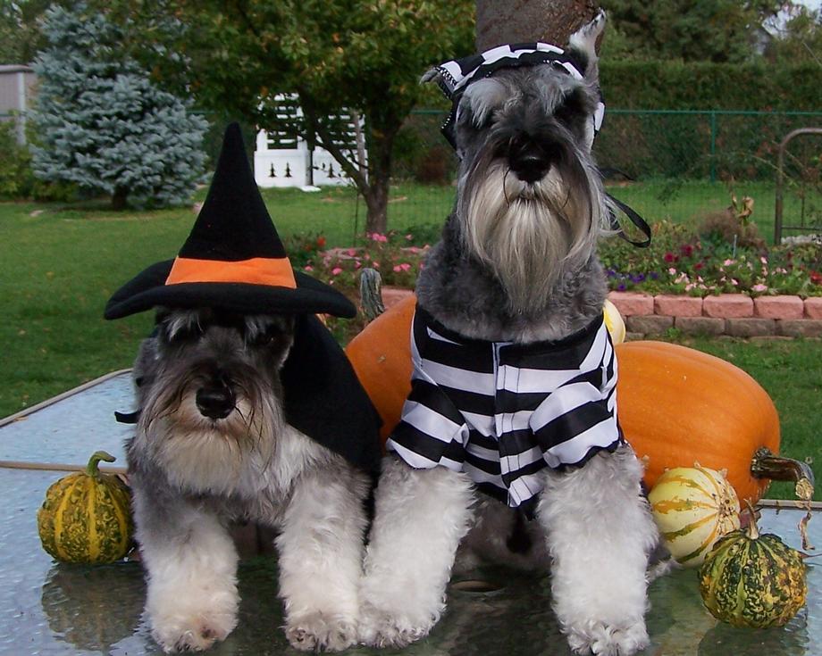 Pet of Week at Red Woof Pet Resort