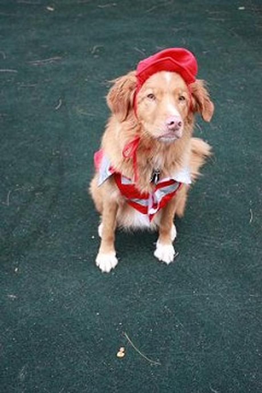 Pet of Week at Red Woof Pet Resort