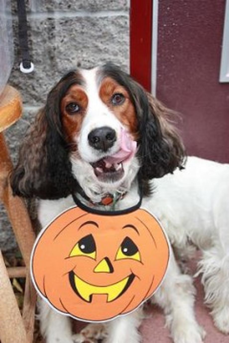 Pet of Week at Red Woof Pet Resort